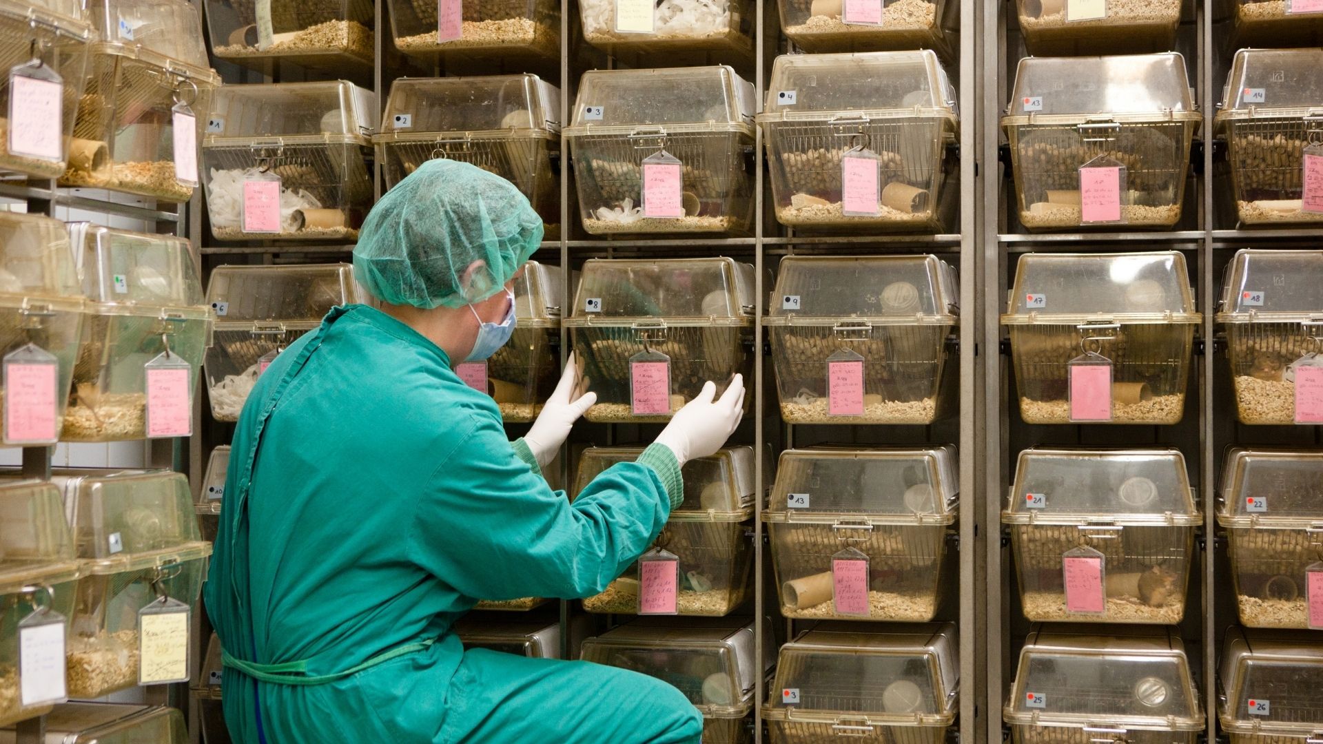 Laboratory Animals - Stuart OnDemand, Inc